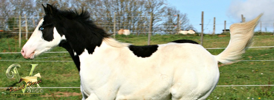 Paint Horse Vallee Le Bon Coin | Paint Horse Vallée France – LLZJNQ